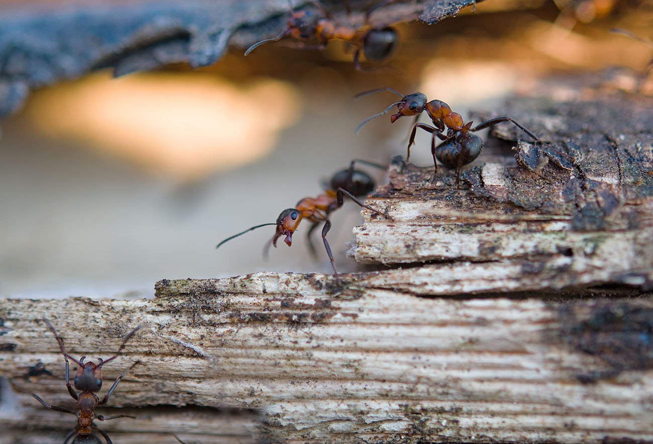 Ant Control - Bug Managers