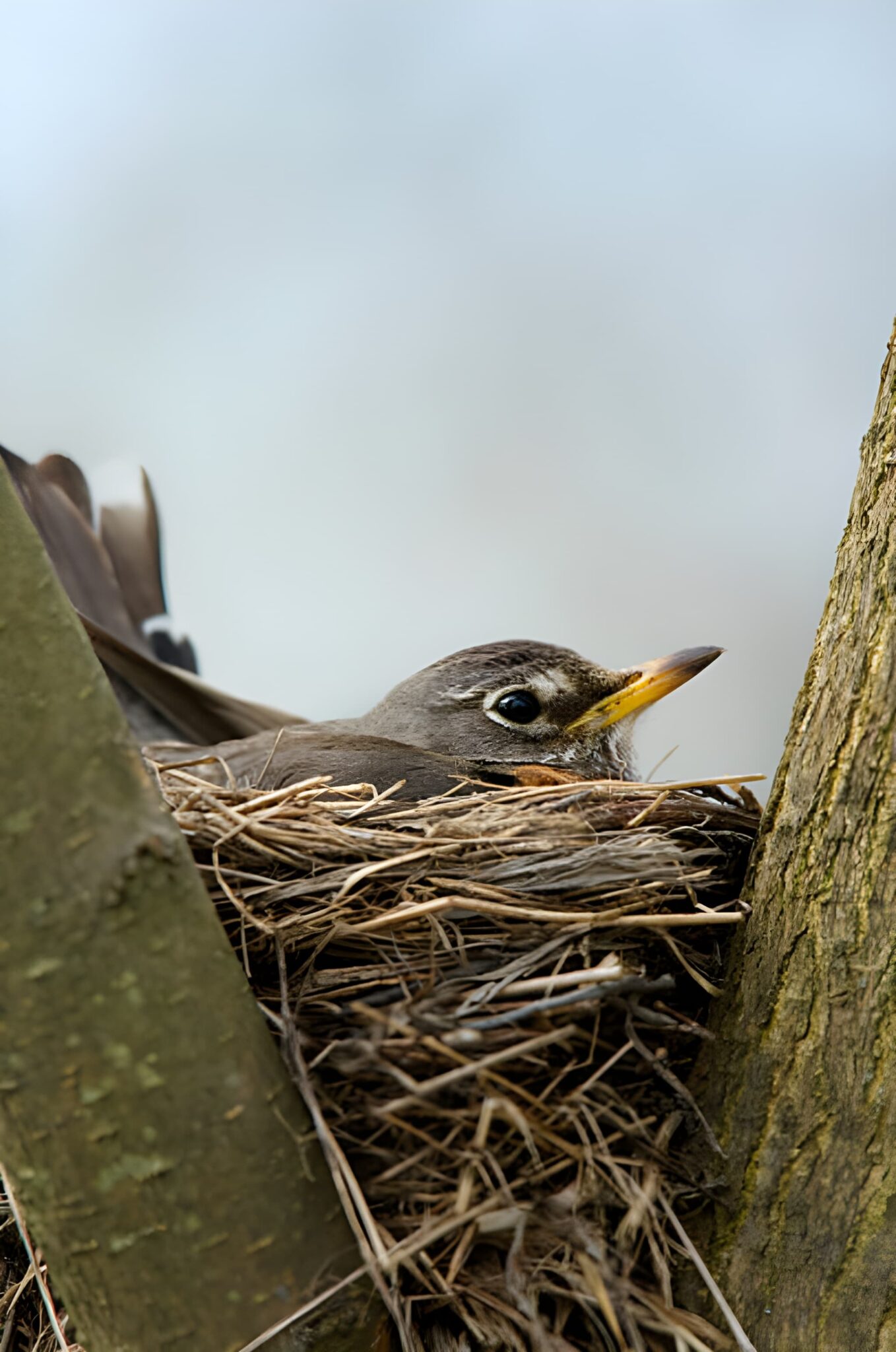 Bird Control – Bug Managers